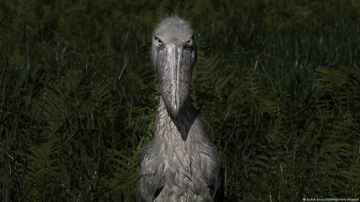 Crazy creatures: Rare, recovered and newly discovered – DW – 07/24/2024