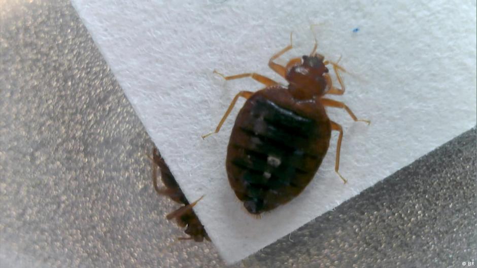 The Bedbug Hunters – DW – 08/02/2024