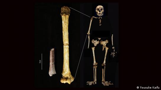 Evolution Of Human Skeleton The Discovery That Rewrote Human Evolution