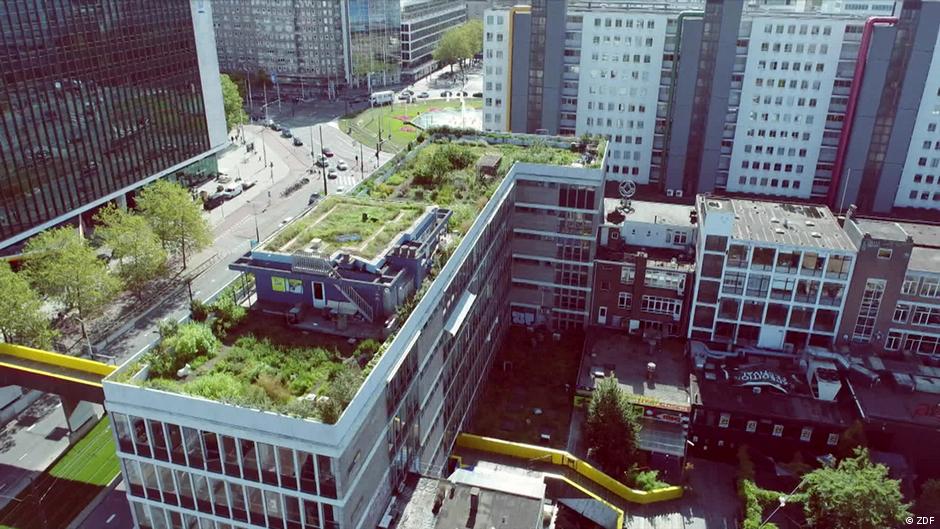 Netherlands: Building sponge roofs to prevent flooding – DW – 08/15/2024