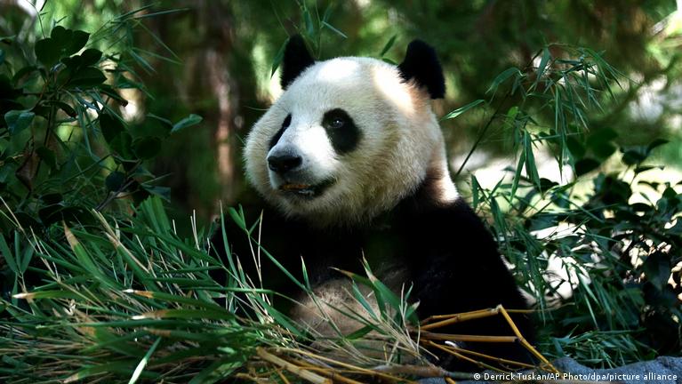 Giant pandas return to San Diego Zoo with fanfare – DW – 08/09/2024