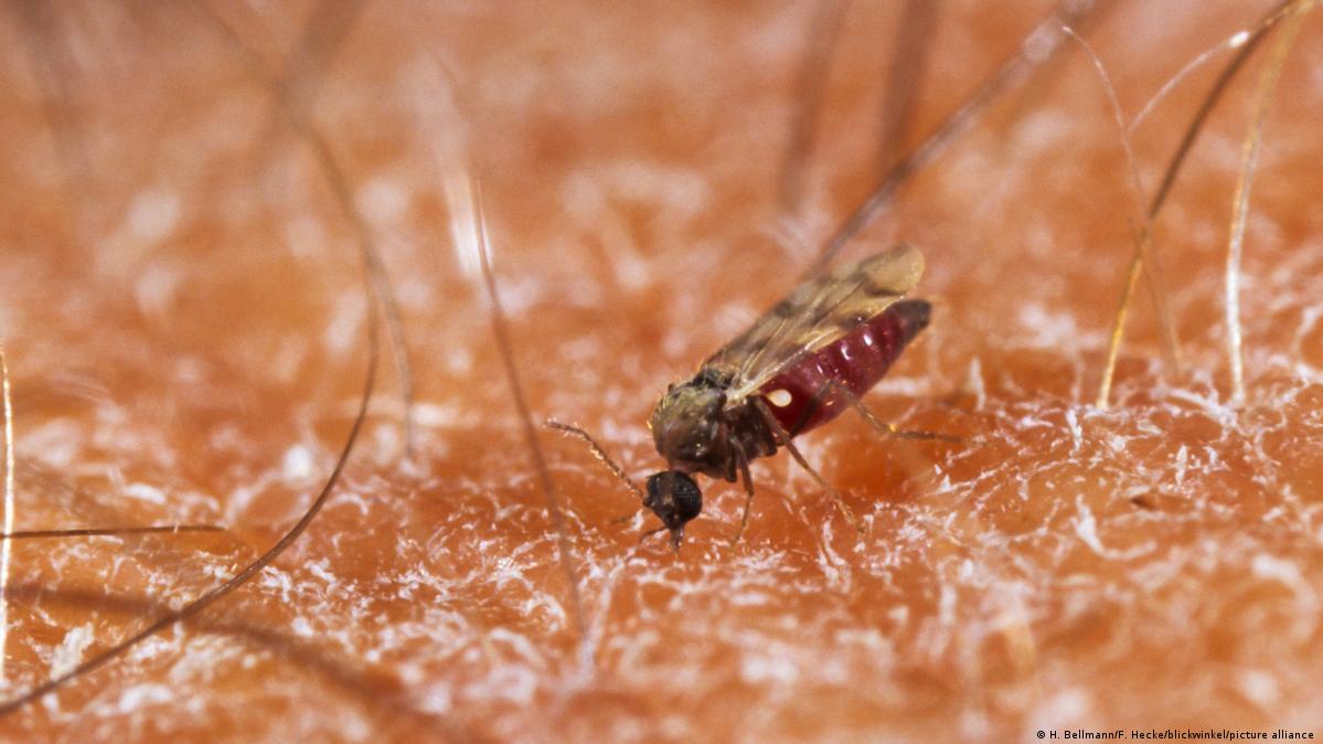 El brote del virus Oropouche pone en alerta a América Latina