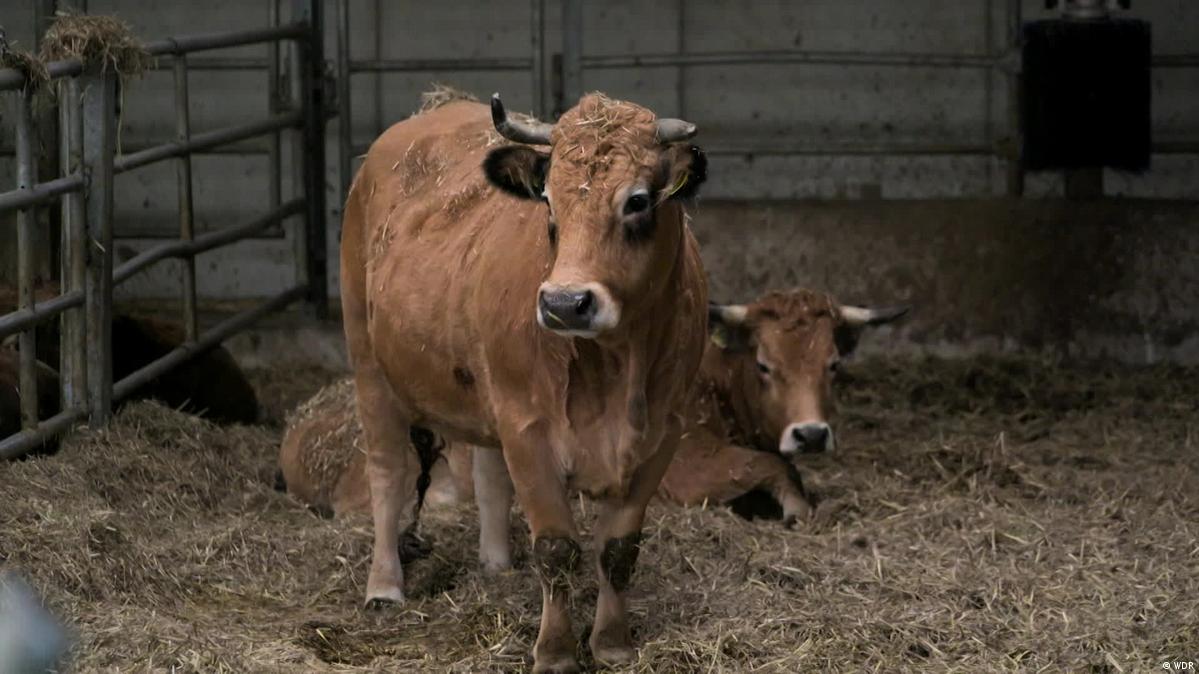 High Quality Meat, Best Animal Welfare