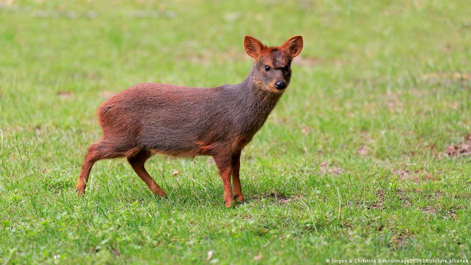 New York zoo introduces tiny pudu deer – DW – 08/15/2024