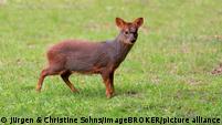 New York zoo introduces tiny pudu deer – DW – 08/15/2024
