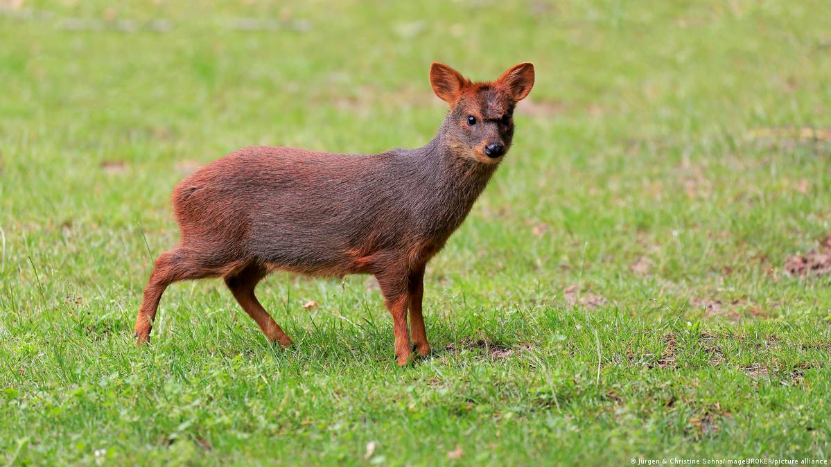 New York zoo introduces tiny pudu deer
