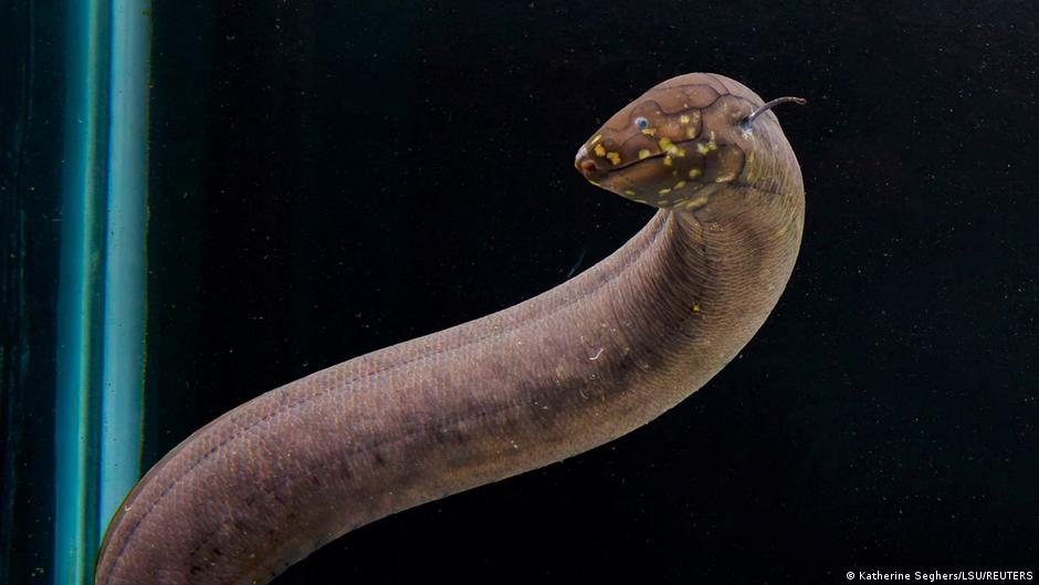 Pez sudamericano posee el genoma más grande del mundo animal – DW – 19 ...