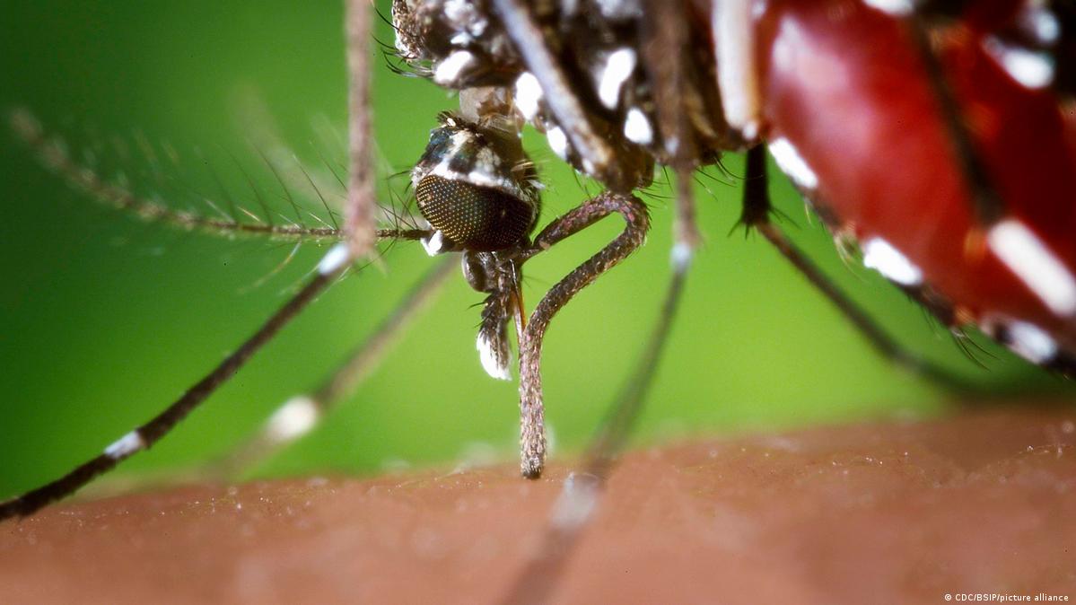 The most dangerous mosquito-borne diseases – DW – 08/21/2024