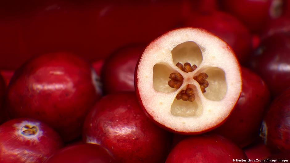 Arándano rojo, remedio natural contra infecciones urinarias – DW – 23/08/2024