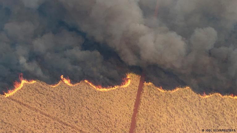 Os devastadores incêndios florestais no Brasil – DW – 13/09/2024