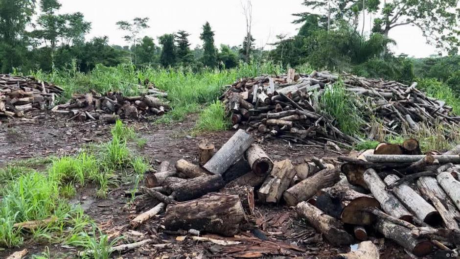 How an app is combatting illegal deforestation in Ghana – DW – 08/23/2024 How an app is combatting illegal deforestation in Ghana – DW – 08/23/2024