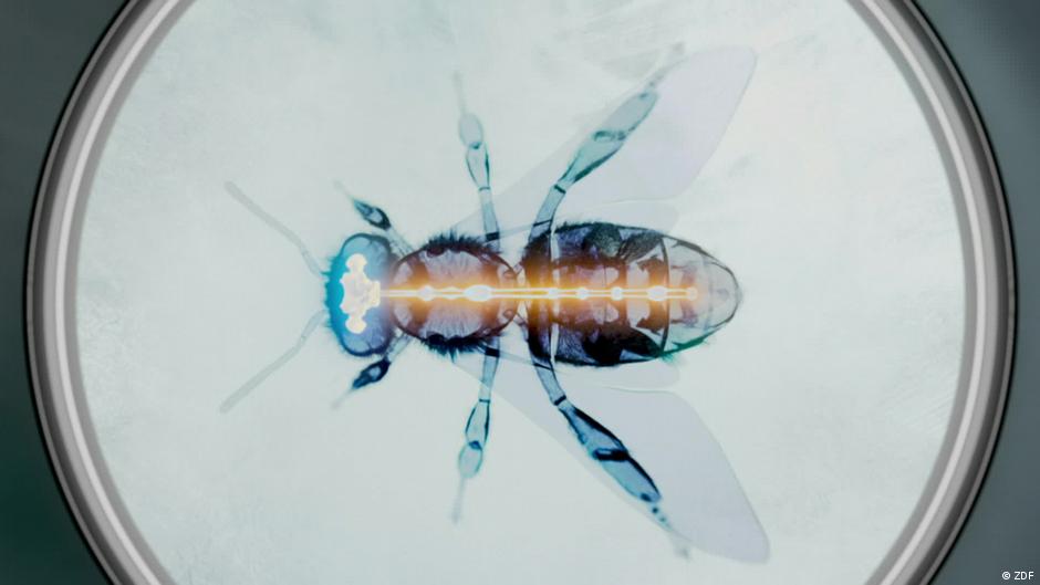 Smart Insects - How Tiny Brains Do Brilliant Things – DW – 08/28/2024