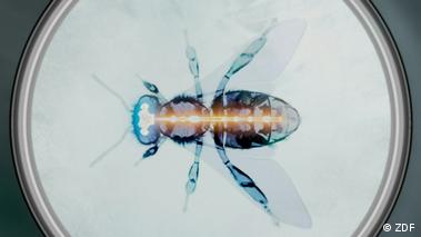 Smart Insects - How Tiny Brains Do Brilliant Things