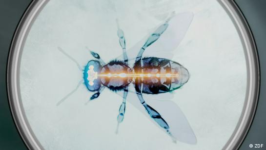 Smart Insects - How Tiny Brains Do Brilliant Things – DW – 08/28/2024