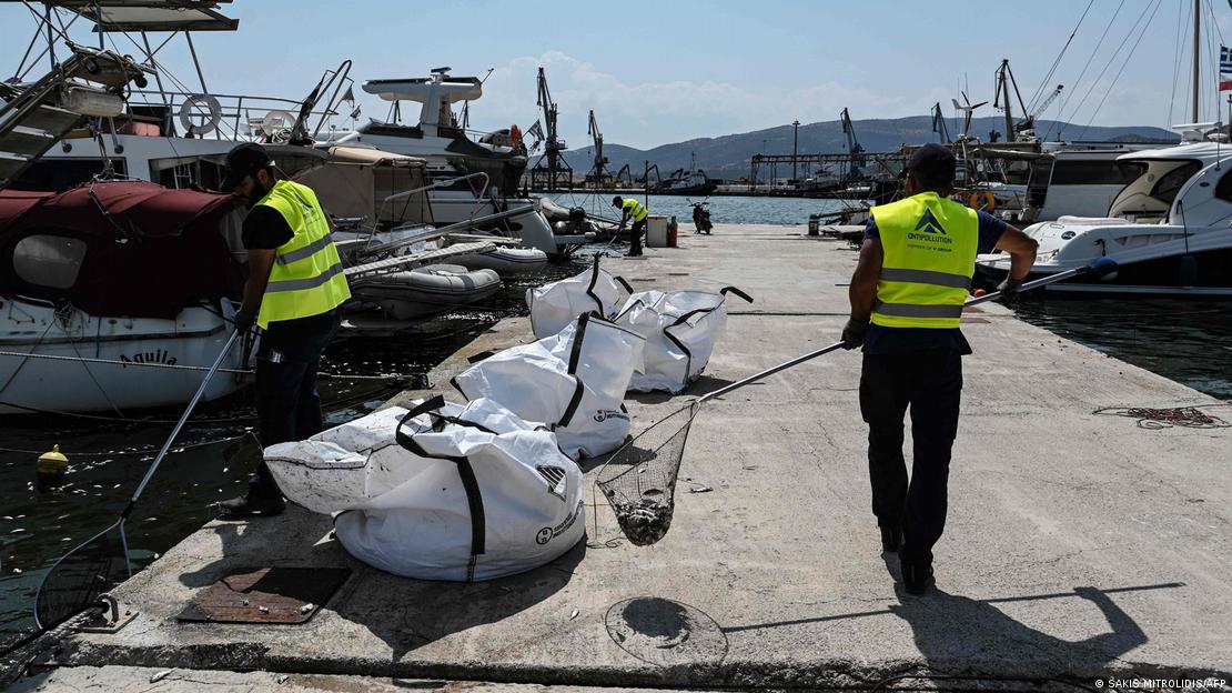 Mass fish die-off in Greece: The search for answers begins – revolution.gr