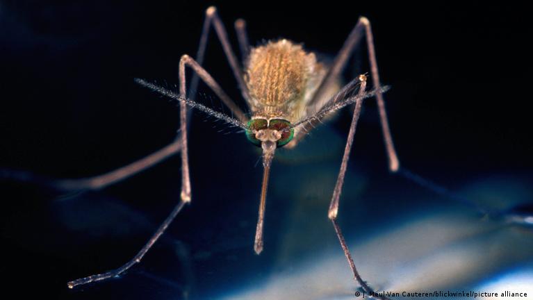 Fact check: Bill Gates linked to US encephalitis outbreak? – DW – 09/08 ...