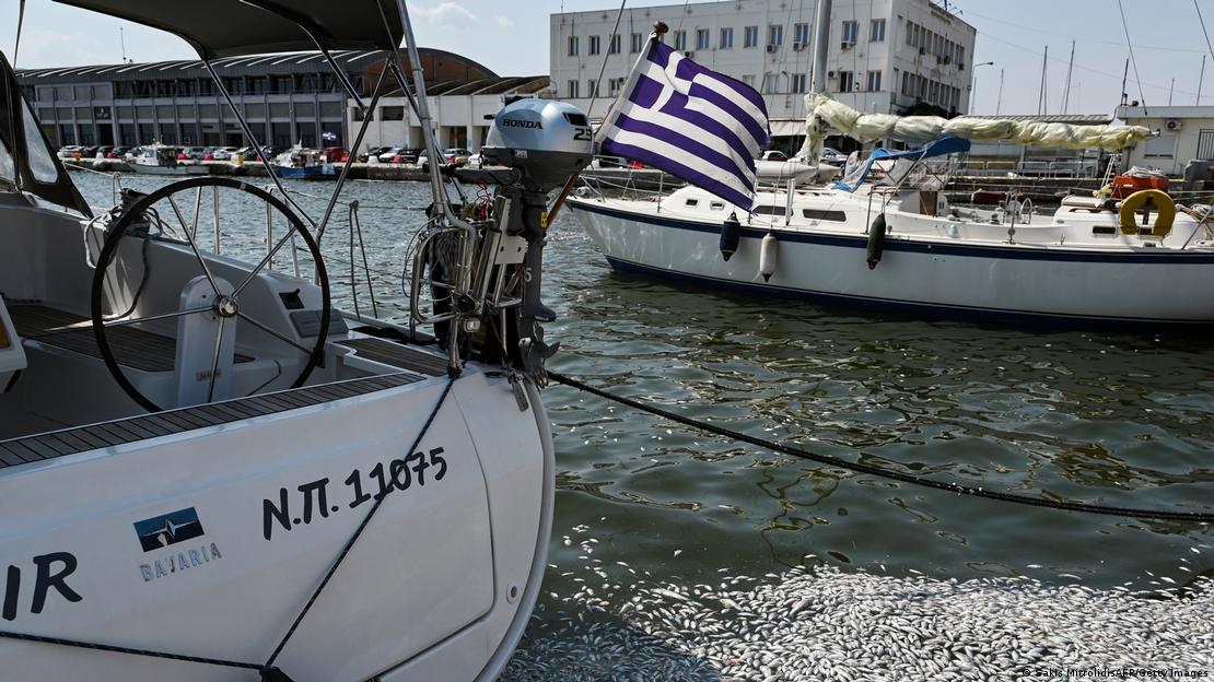 Mass fish die-off in Greece: The search for answers begins – revolution.gr