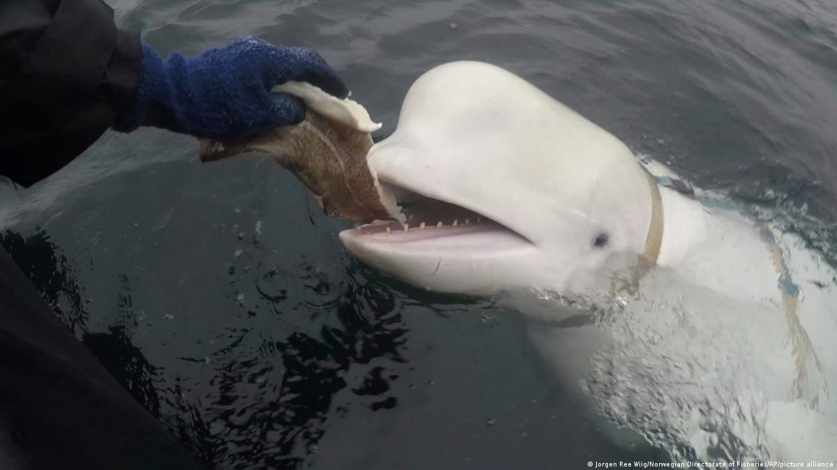 New whale sighting on German-Danish border