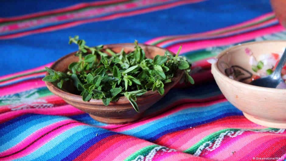 Muna: an ancient medicinal plant from the Andes – DW – 09/25/2024