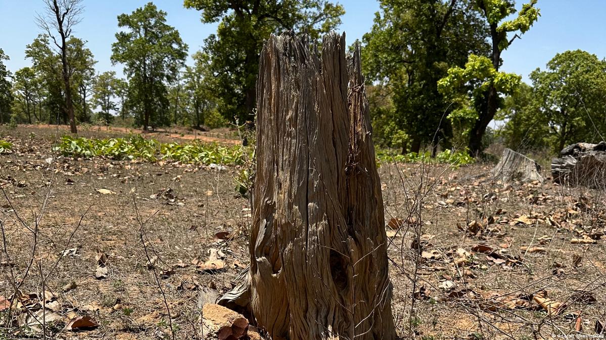 World missed deforestation goal in 2023, report says – DW – 10/08/2024