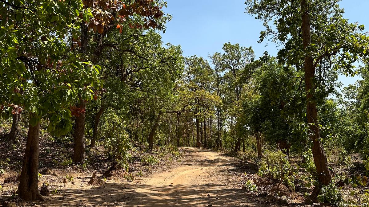 Kenapa India Mulai Menyensus Pohon? – DW – 18.04.2025