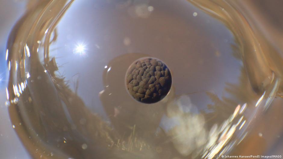 "Tercer estado" biológico: cuando la vida desafía la muerte – DW – 16/09/2024