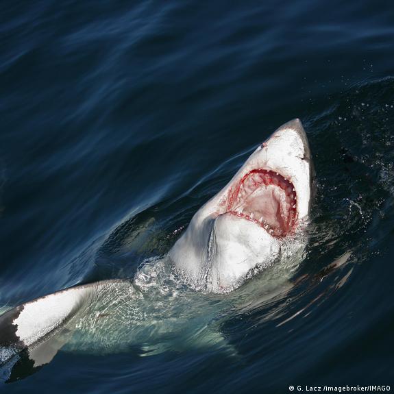 Sardinia Shark Attack