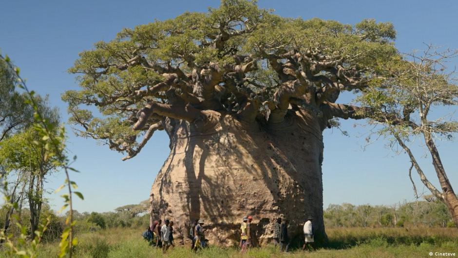 El baobab de Madagascar - Un universo propio – DW – 18/09/2024