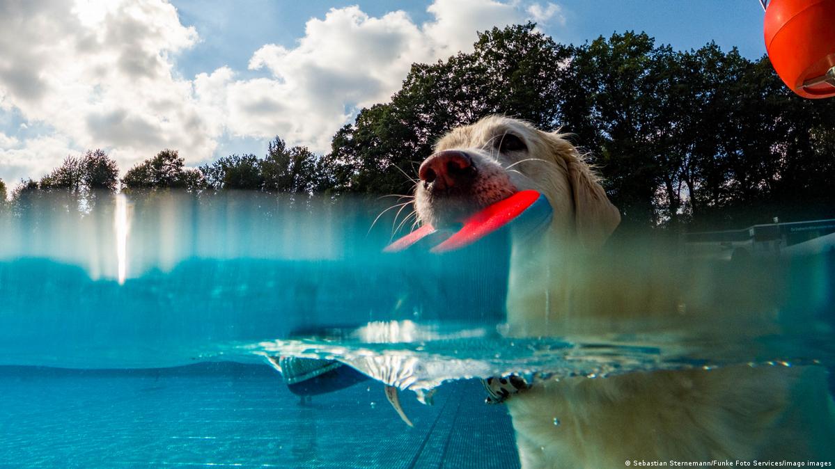 A howling good time: Germany's pool parties for dogs – DW – 09/23/2024