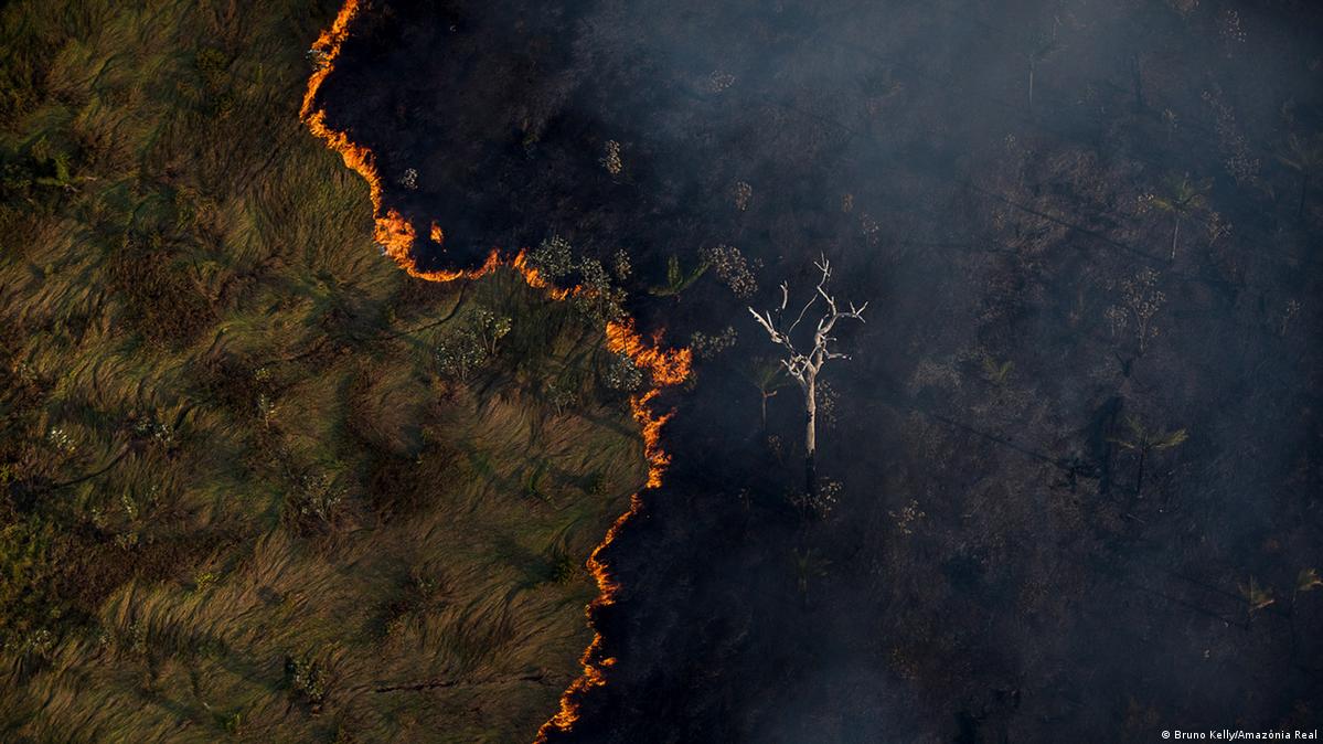 How to protect the Amazon and who should pay – DW – 10/04/2024