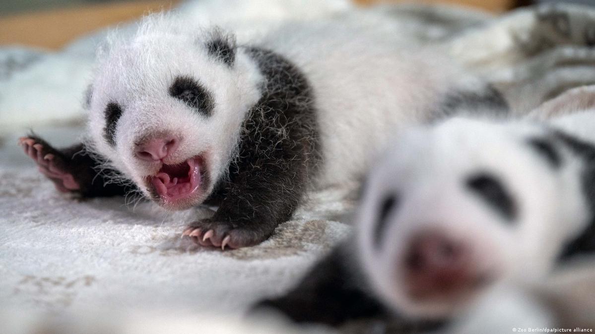 Germany: Panda cubs at Berlin Zoo open eyes – DW – 10/10/2024