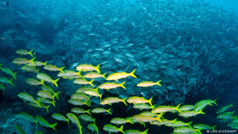 Mysterious Synchronization – Schooling Behavior in Fish