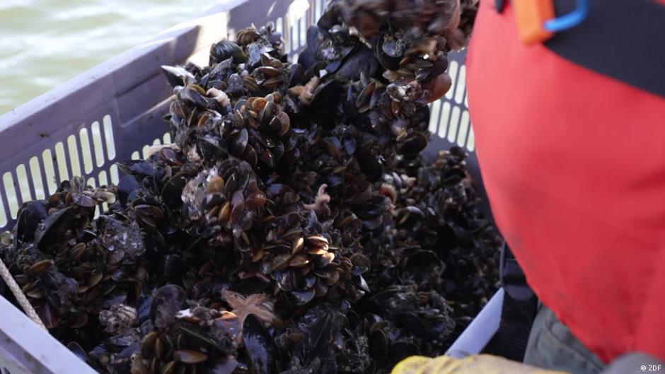 Retirees bring mussels back to a Danish fjord