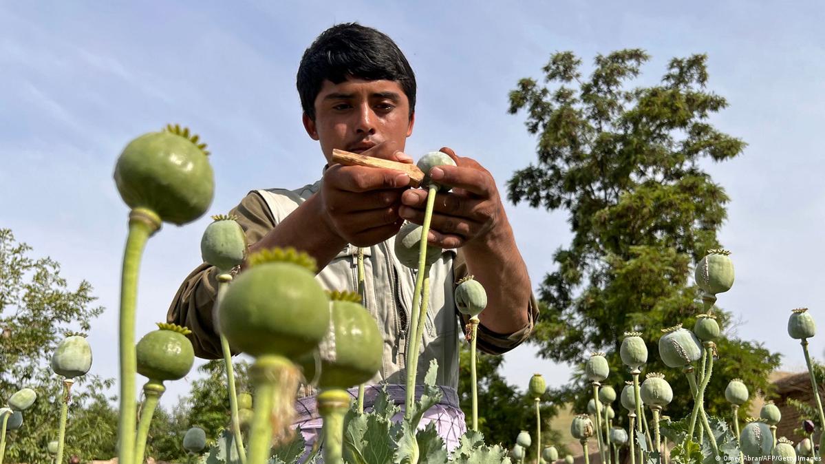 Opium production in Afghanistan rose despite ban: UN report – DW – 11 ...