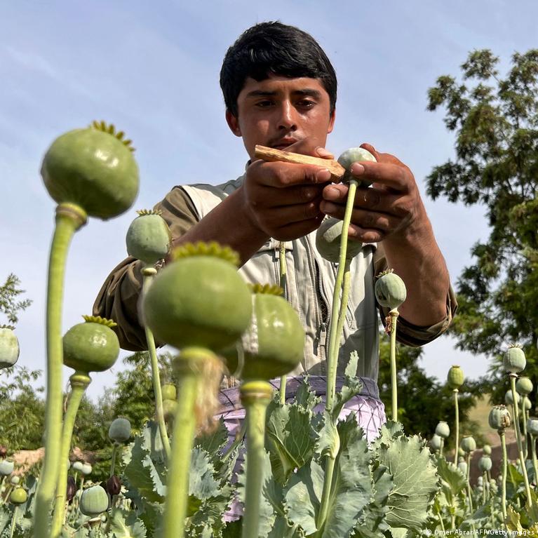 Opium Crop Survey: Opium Production Up Again In Afghanistan Los