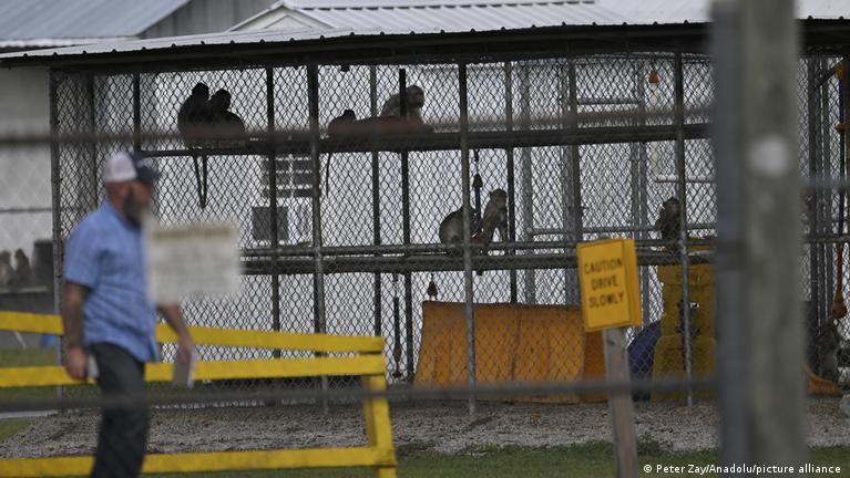 Dozens of escaped South Carolina monkeys still on the loose – DW – 11/10/2024