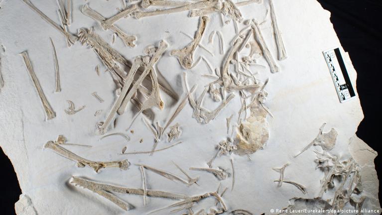 Germany: Bavarian pterosaur fossil gives evolutionary clues – DW – 11 ...