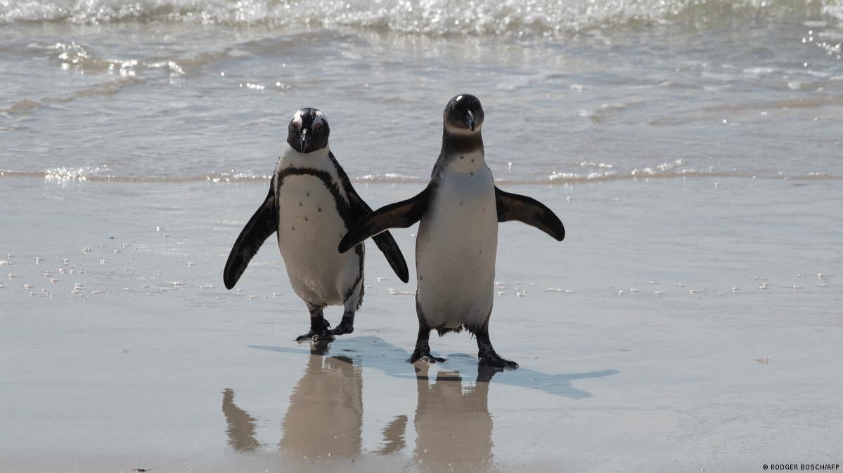South Africa's penguins fight for survival