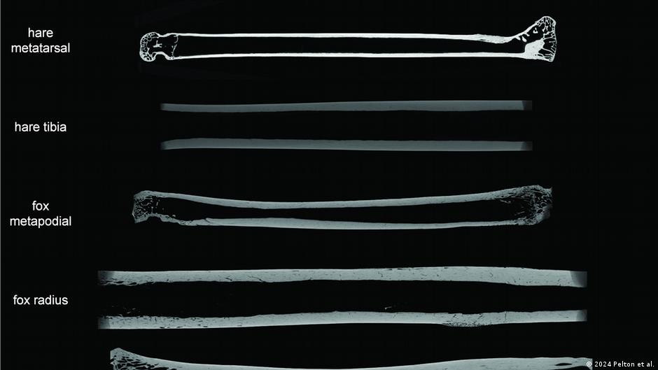 Americanos cosían "a medida" con huesos de zorros y felinos – DW – 29 ...