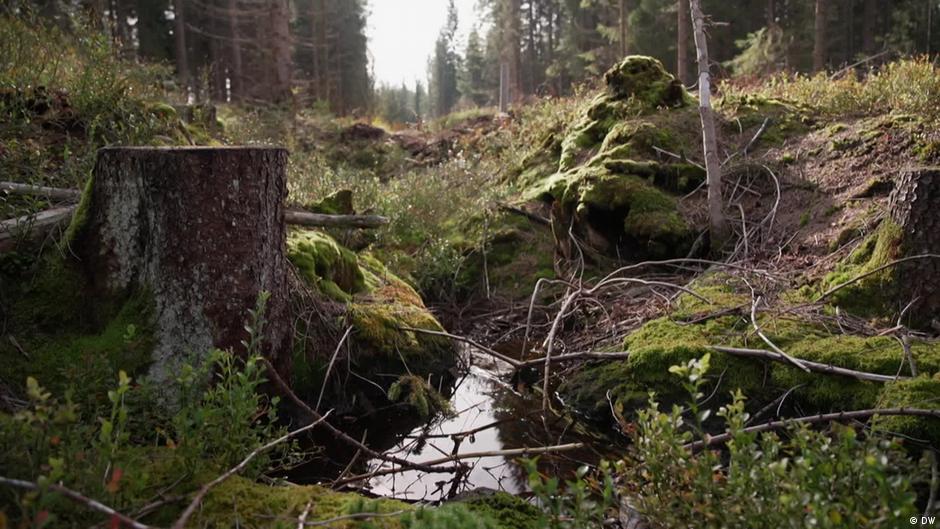 Restoring Germany's dried out forest peatland