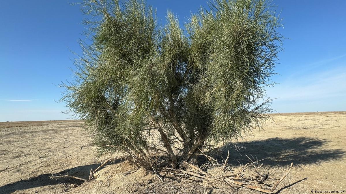 Bringing life back to Central Asia's desertified Aral Sea