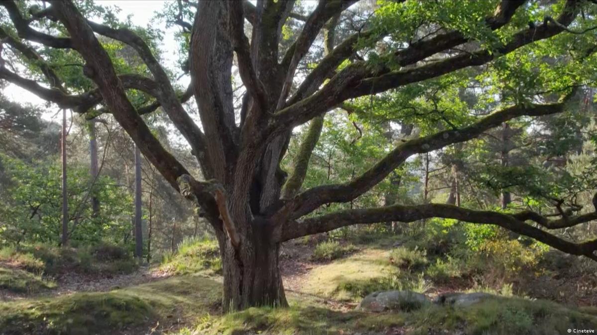 Europe’s Oak Trees - Nature’s Great Adapters