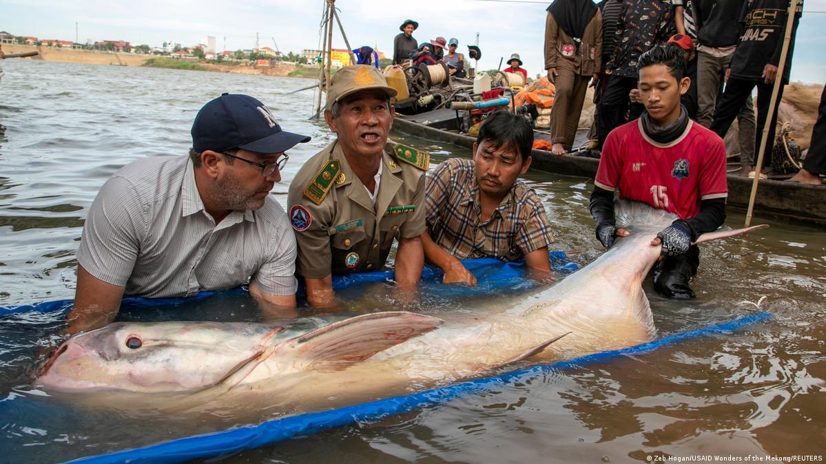Cambodia: Fishermen find six rare Mekong giant catfish
