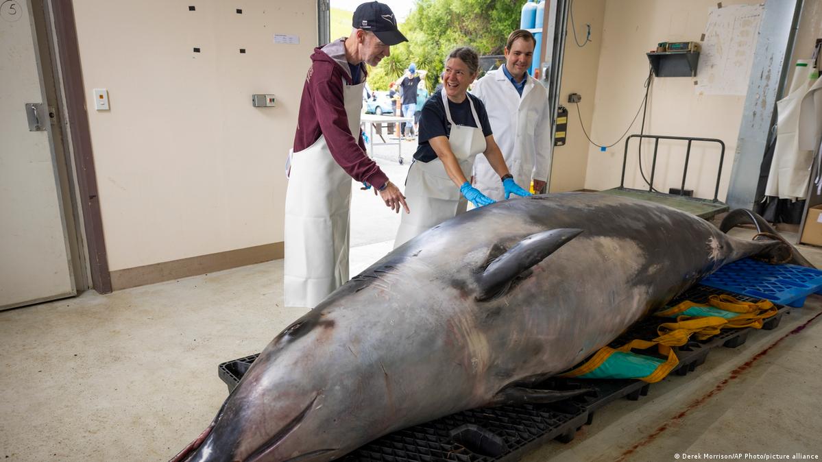 Diseccionan por primera vez la ballena más rara del mundo
