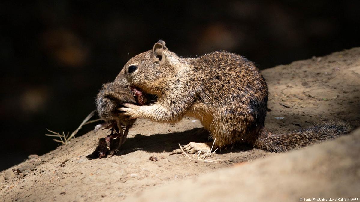 Las adorables ardillas han desarrollado gusto por la carne – DW – 20/12 ...