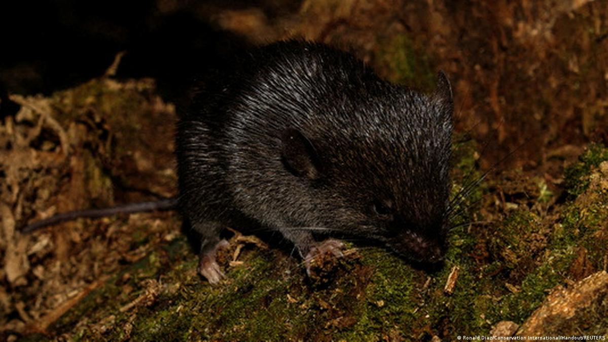 Peculiar ratón anfibio entre 27 especies halladas en Perú – DW – 20/12/2024