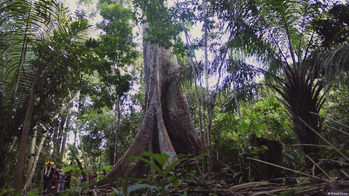 Rainforest Pharmacy - The Magical Plants of the Amazon