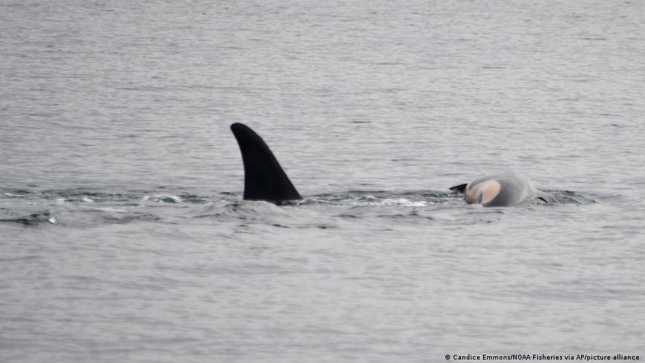 Orca demuestra su duelo maternal por segunda vez – DW – 06/01/2025