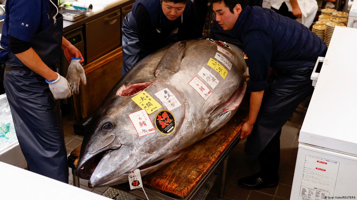 Japan: Tuna 'as fat as a cow' sells for $1.3 million – DW – 01/05/2025