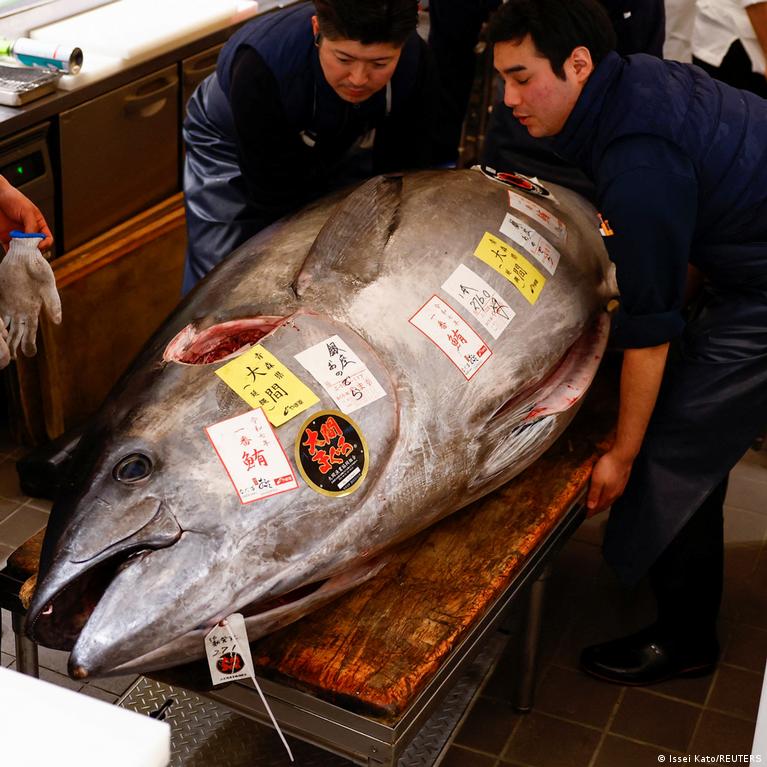 World Record Bluefin Tuna Price Motorbike Sized Tuna Sells For £1m At